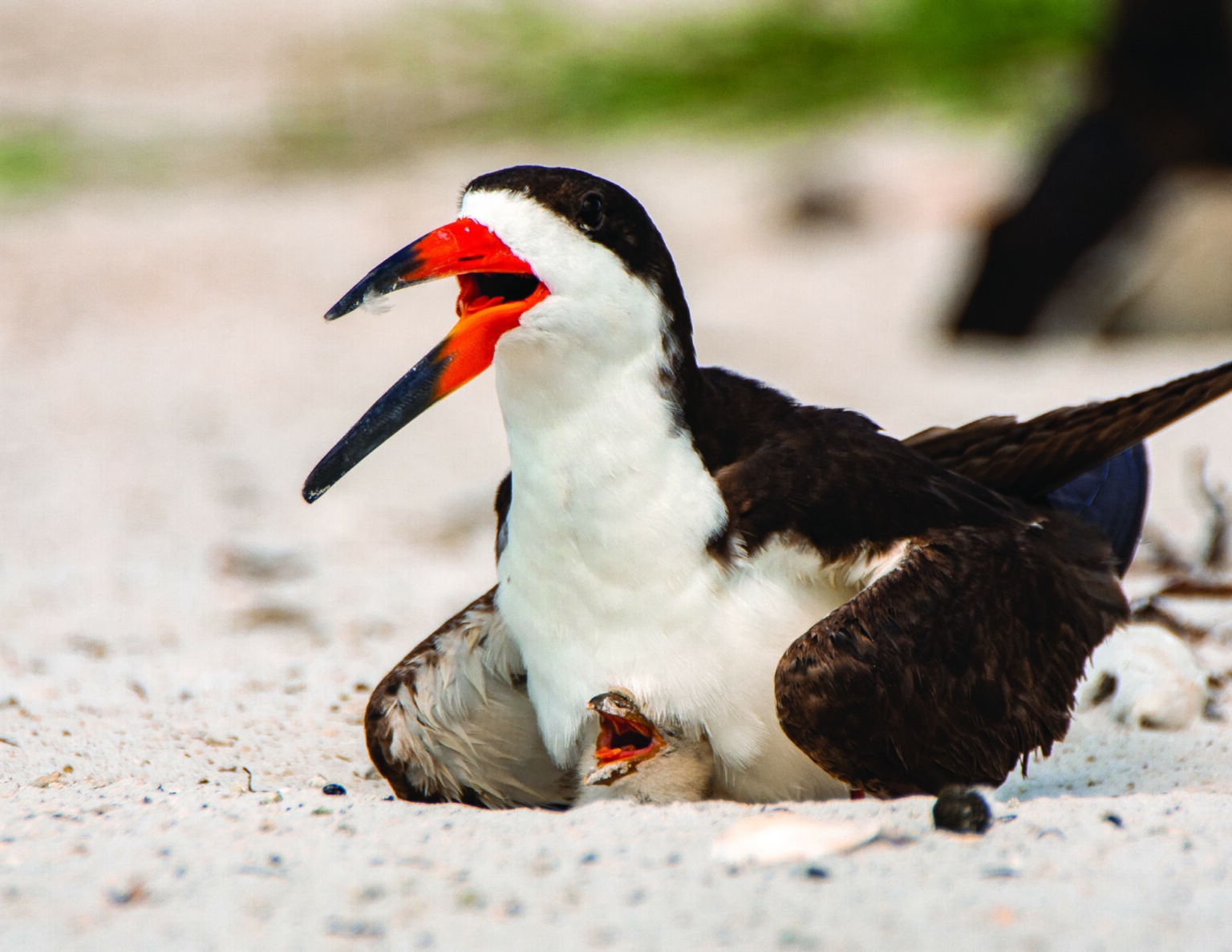 Braille Calendars - Attractive and Accessible - Braille Works
